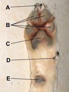 Faut-il enlever les ergots des chiens