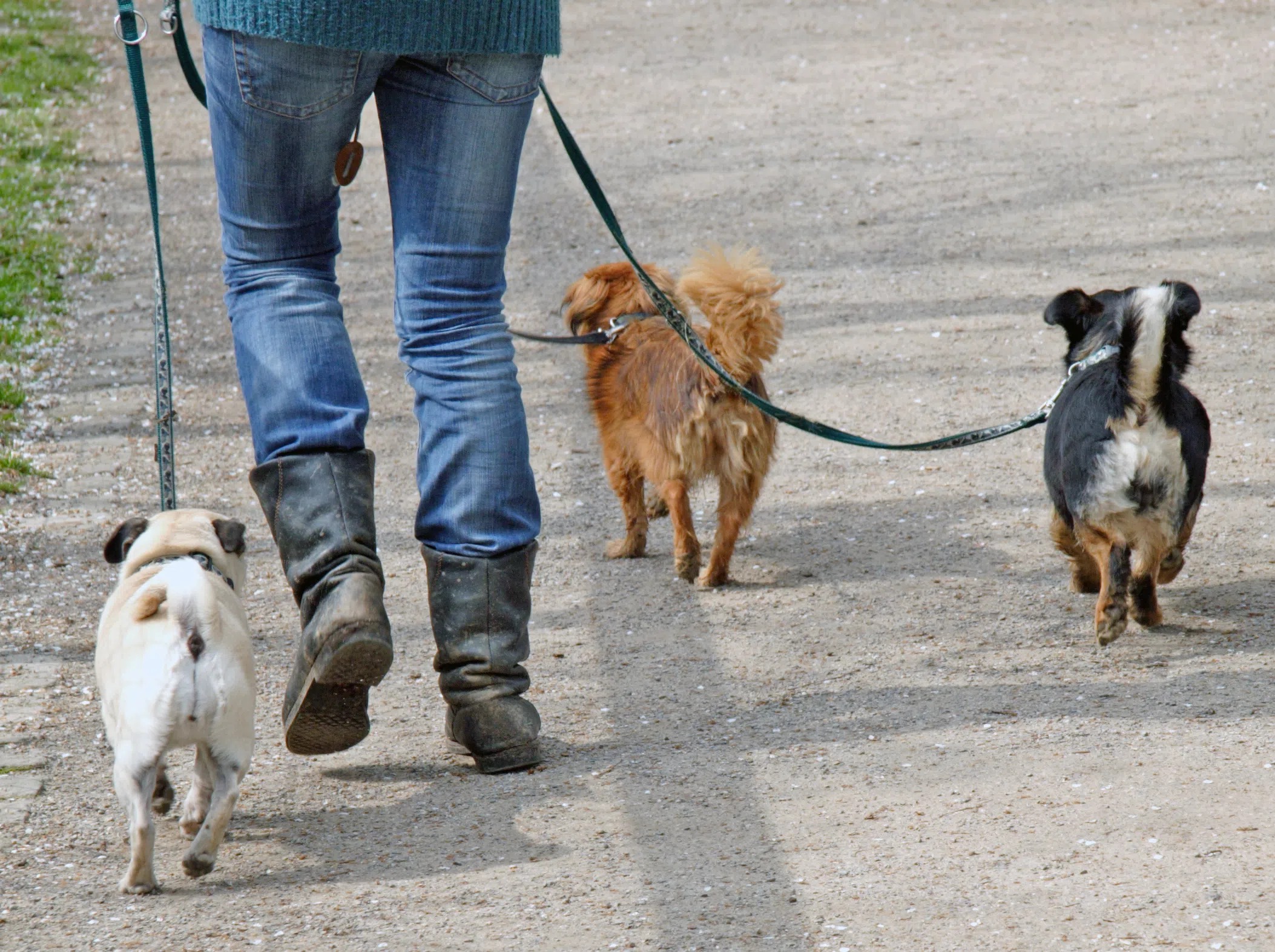Promener deux chiens en même temps : Conseils et astuces