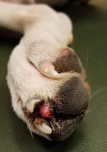 Comment soigner une griffe cassée chez le chien