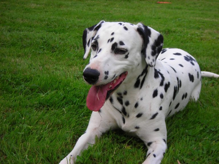 Le Dalmatien : Caractère, alimentation, éducation, santé